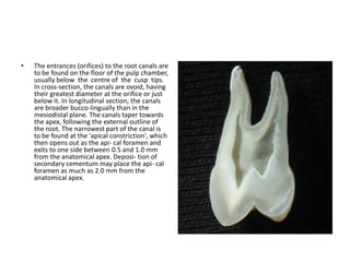1.Morphology of the root canal system pdf.pdf