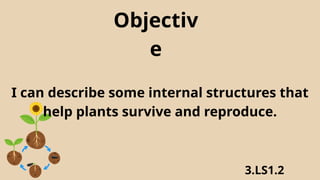 Internal Structures and Functions of Plants for 3rd grade | PPTX