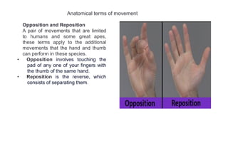 1. Introduction to Anatomy, terminology, bones.pdf