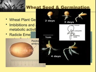 1.005 KNOW ABC OF WHEAT PLANT 2025.pptx