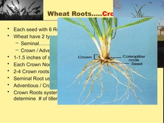 1.005 KNOW ABC OF WHEAT PLANT 2025.pptx