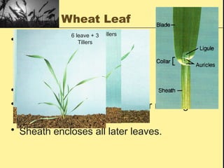 1.005 KNOW ABC OF WHEAT PLANT 2025.pptx