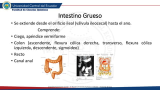 1.- Sistema Digestivo en la anatomía del cuerpo | PDF
