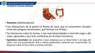 1.- Sistema Digestivo en la anatomía del cuerpo | PDF