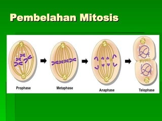 Comprehensive Overview of Cell Division: Mitosis and Meiosis Processes ...