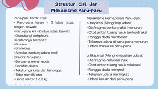 Sistem Pernapasan Manusia: Struktur, Fungsi, dan Mekanisme Organ | PDF