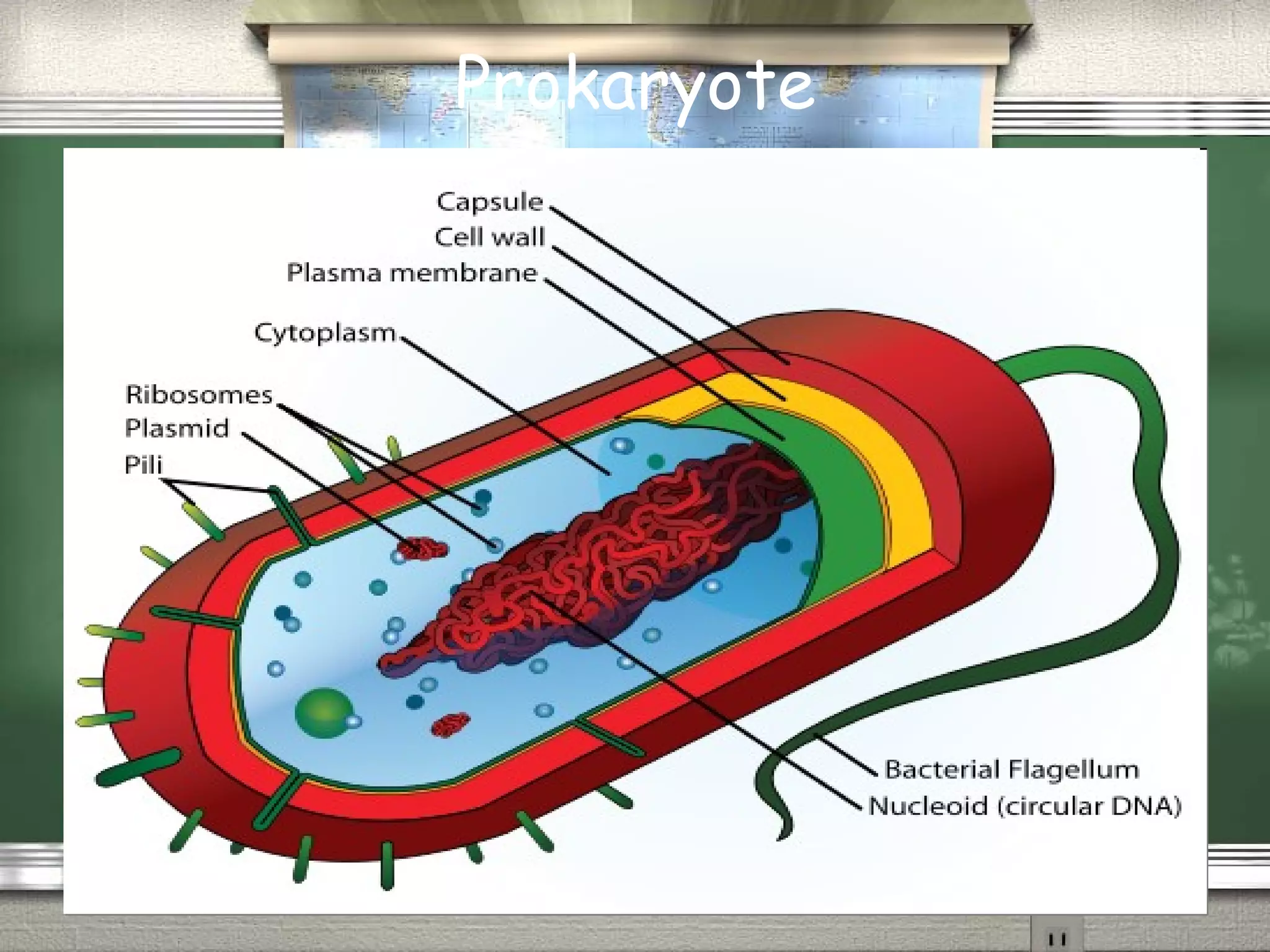 Prokaryotes vs Eukaryotes | PPT | Free Download