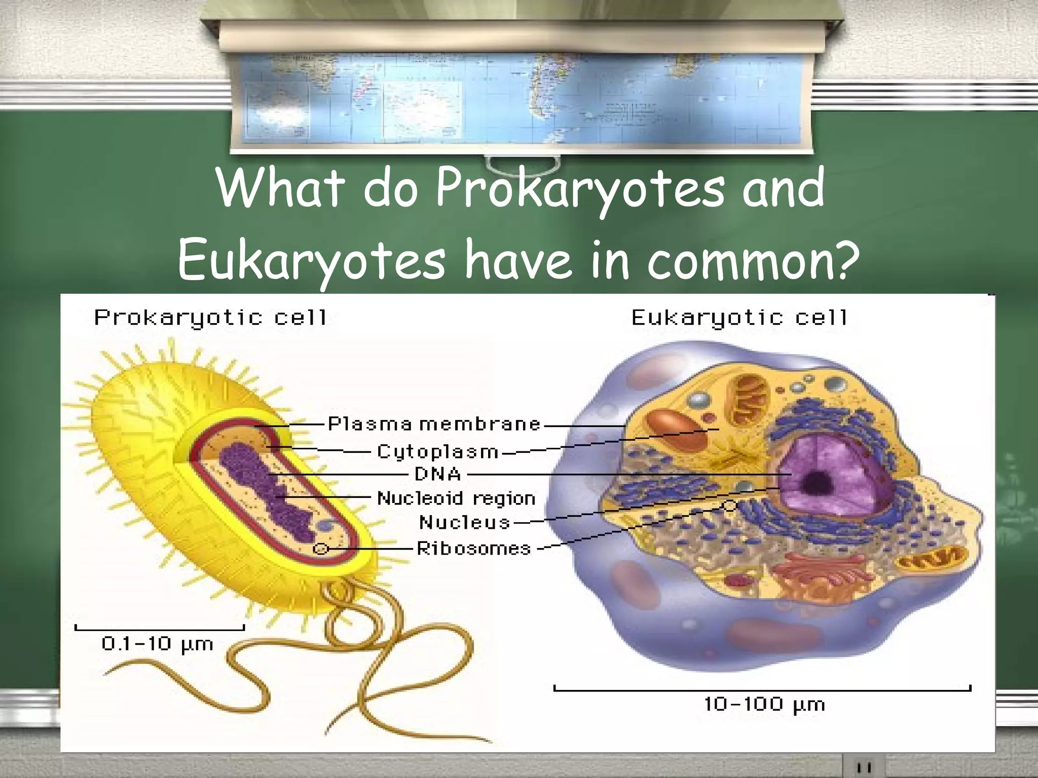 Prokaryotes vs Eukaryotes | PPT