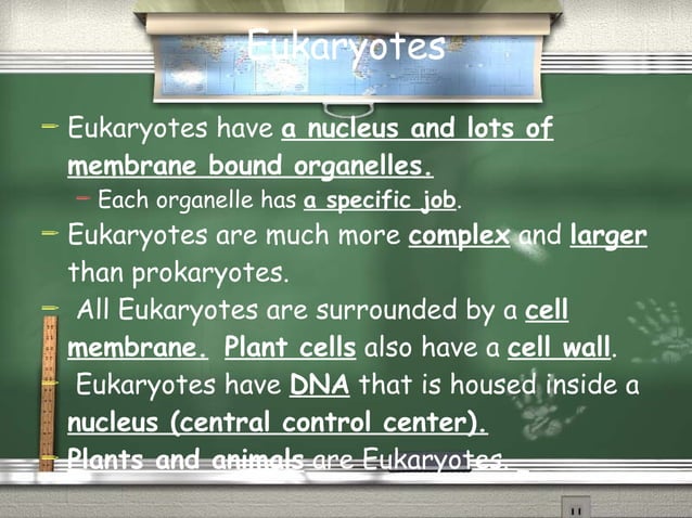Prokaryotes vs Eukaryotes | PPT