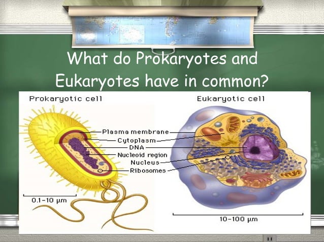 Prokaryotes vs Eukaryotes | PPT