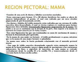 las mamas y sus partes continuación | PPT