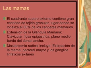 las mamas y sus partes continuación | PPT