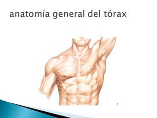 las mamas y sus partes continuación | PPT