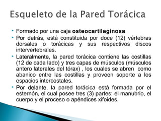 las mamas y sus partes continuación | PPT