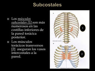 Subcostales