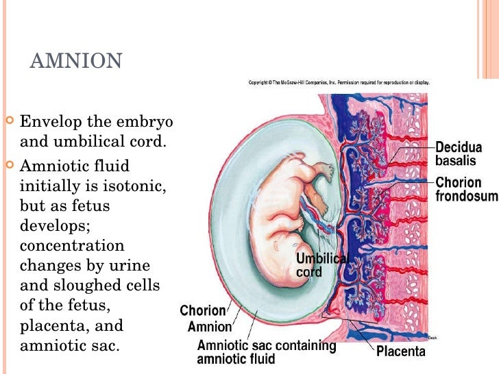 1.2 Reproductive System