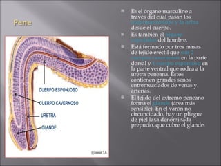 Aparato Reproductor Masculino | PPT