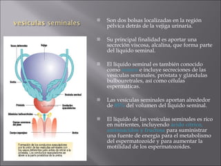 Aparato Reproductor Masculino | PPT