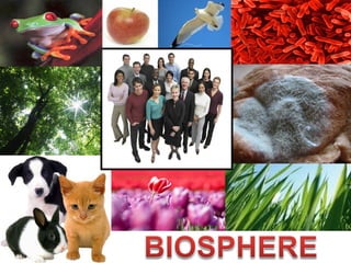 COMPONENTS OF ENVIRONMENT | PPT