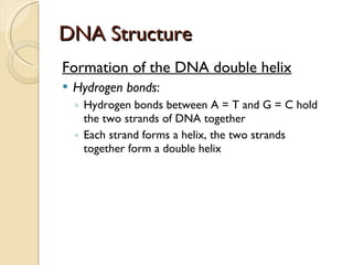 1 3.3 - dna structure | PPT
