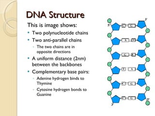 1 3.3 - dna structure | PPT