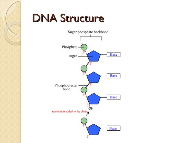 1 3.3 - dna structure | PPT