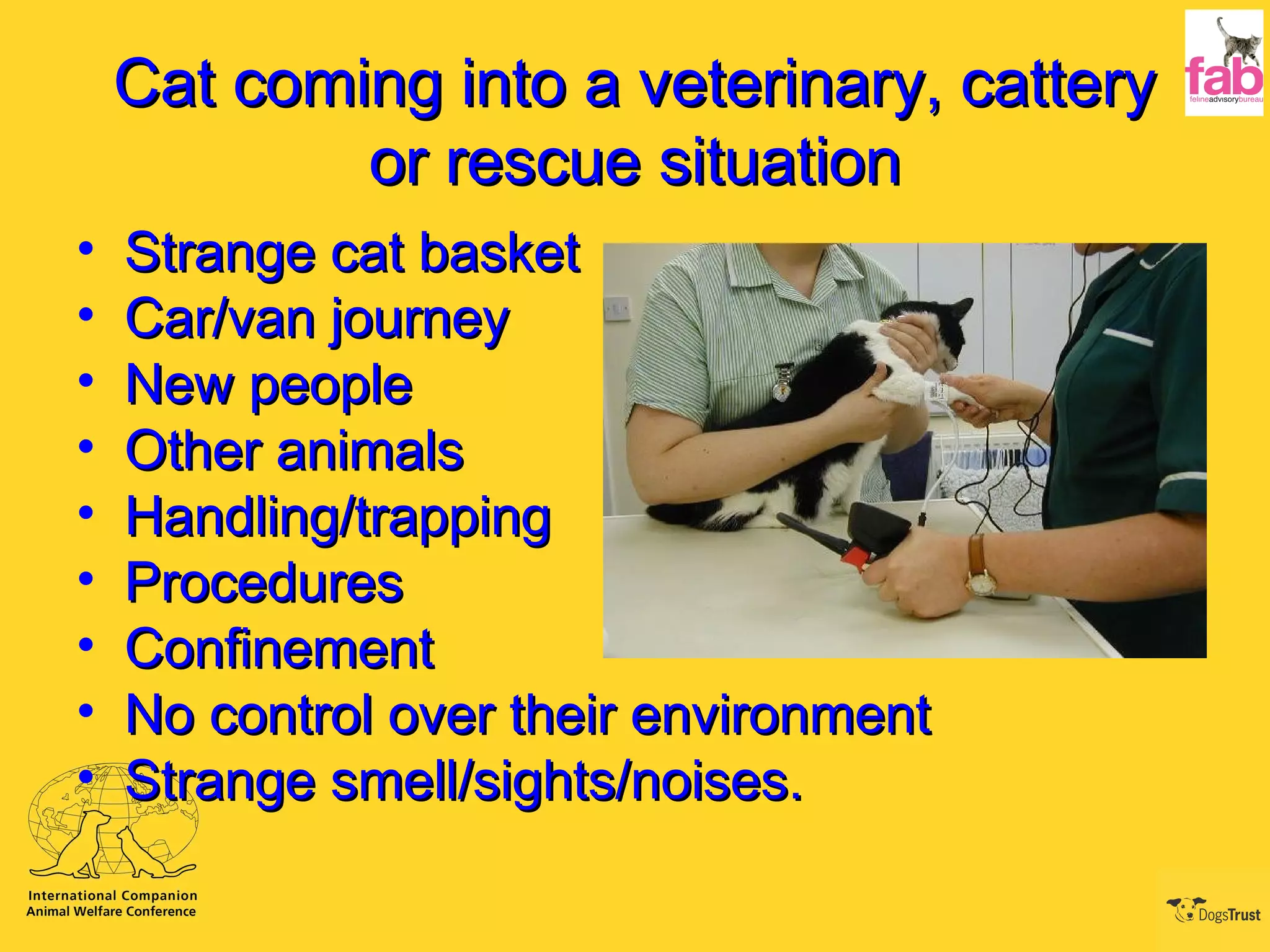 The Confined Cat Part 2: Keeping Safe and Sane - Claire Bessant, Feline ...