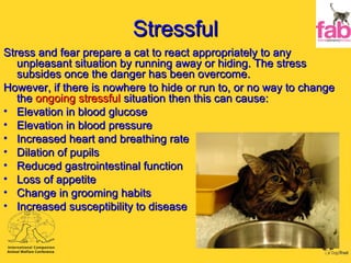 The Confined Cat Part 2: Keeping Safe and Sane - Claire Bessant, Feline ...