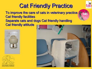 The Confined Cat Part 2: Keeping Safe and Sane - Claire Bessant, Feline ...