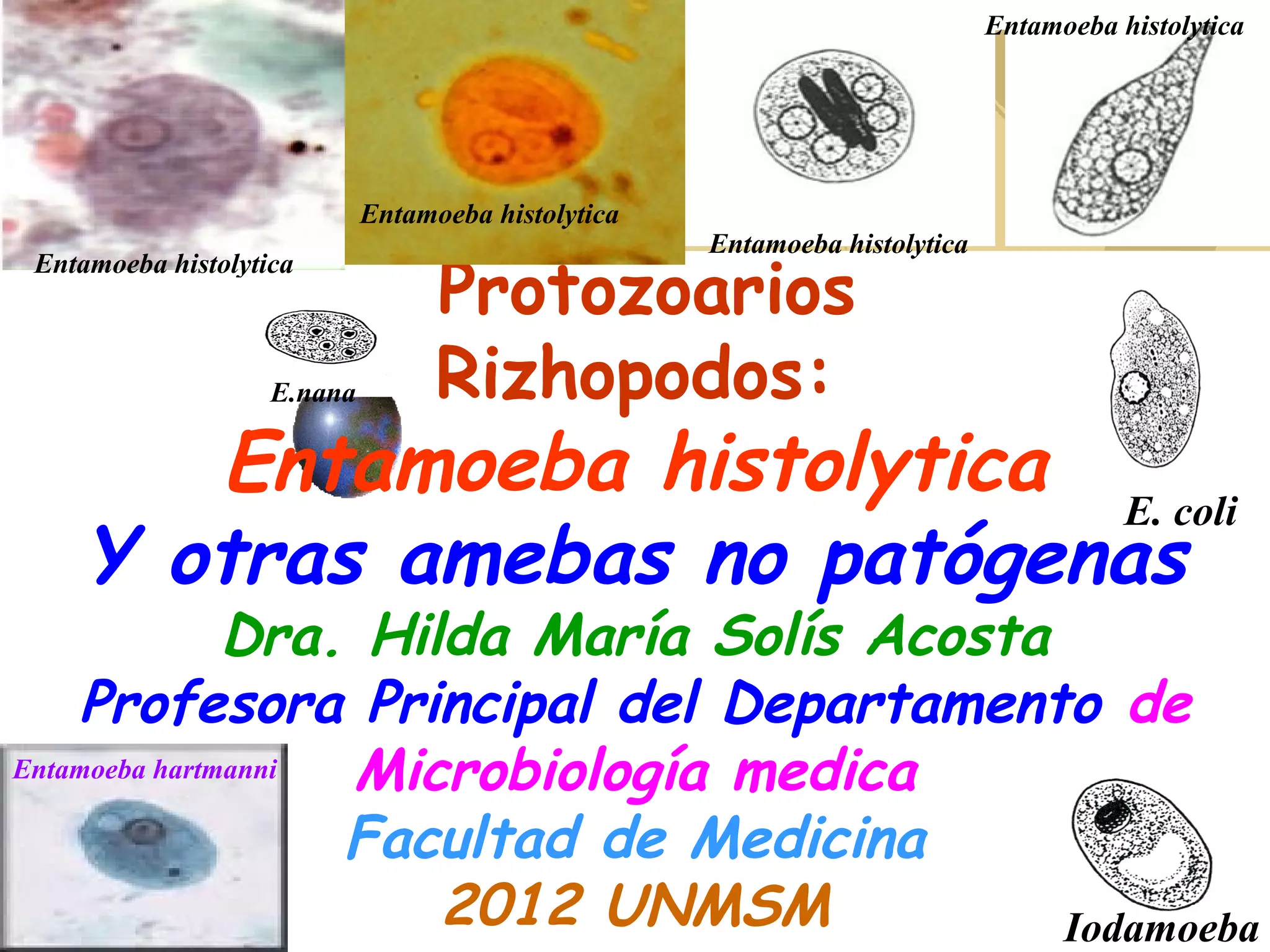 1.3 enteroparasitismo por protozoarios rizópodos entamoeba histolytica ...