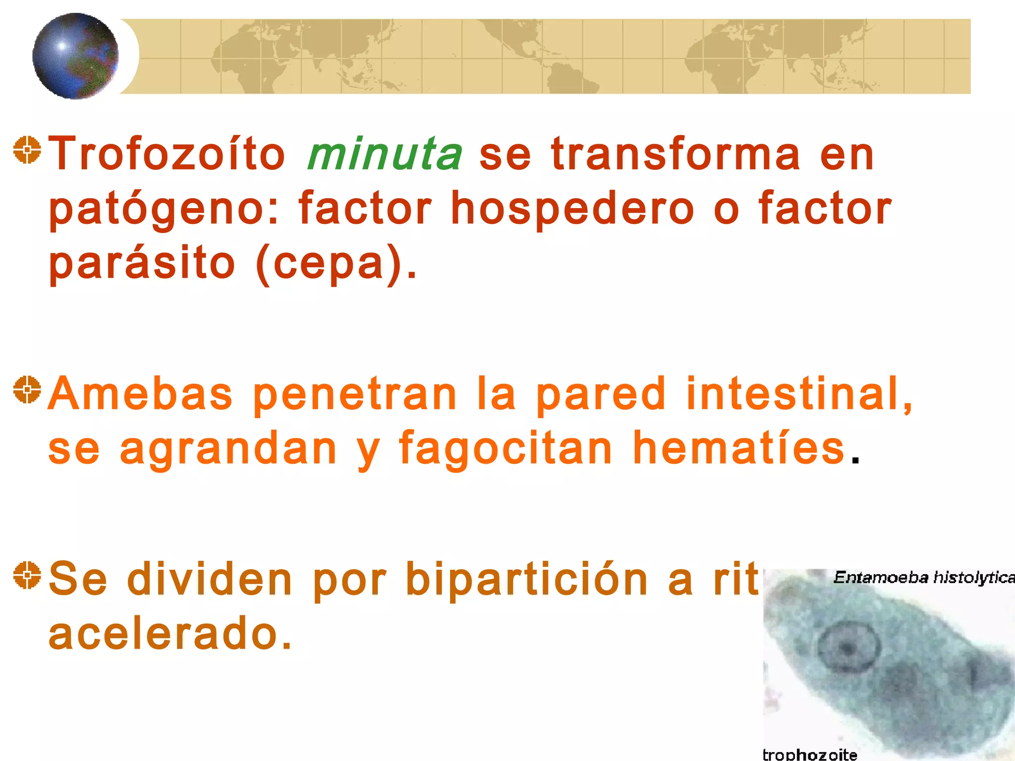 1.3 enteroparasitismo por protozoarios rizópodos entamoeba histolytica ...