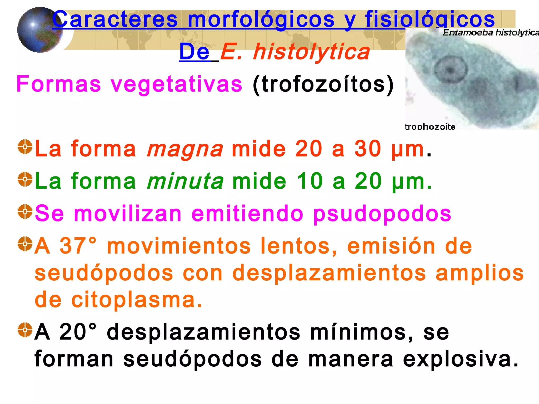 1.3 enteroparasitismo por protozoarios rizópodos entamoeba histolytica ...