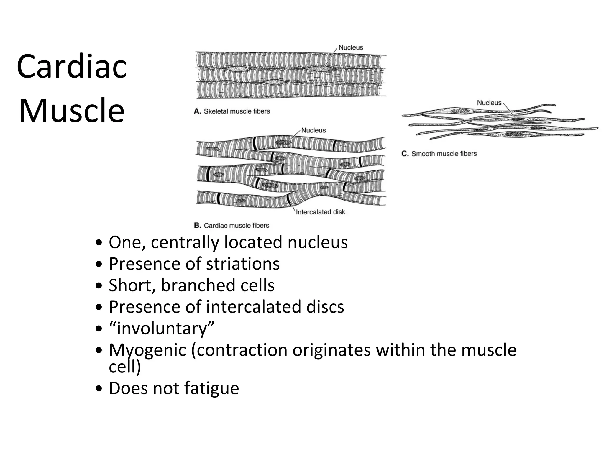 1.3 human movement system | PPT | Bone and Joint Conditions | Diseases ...