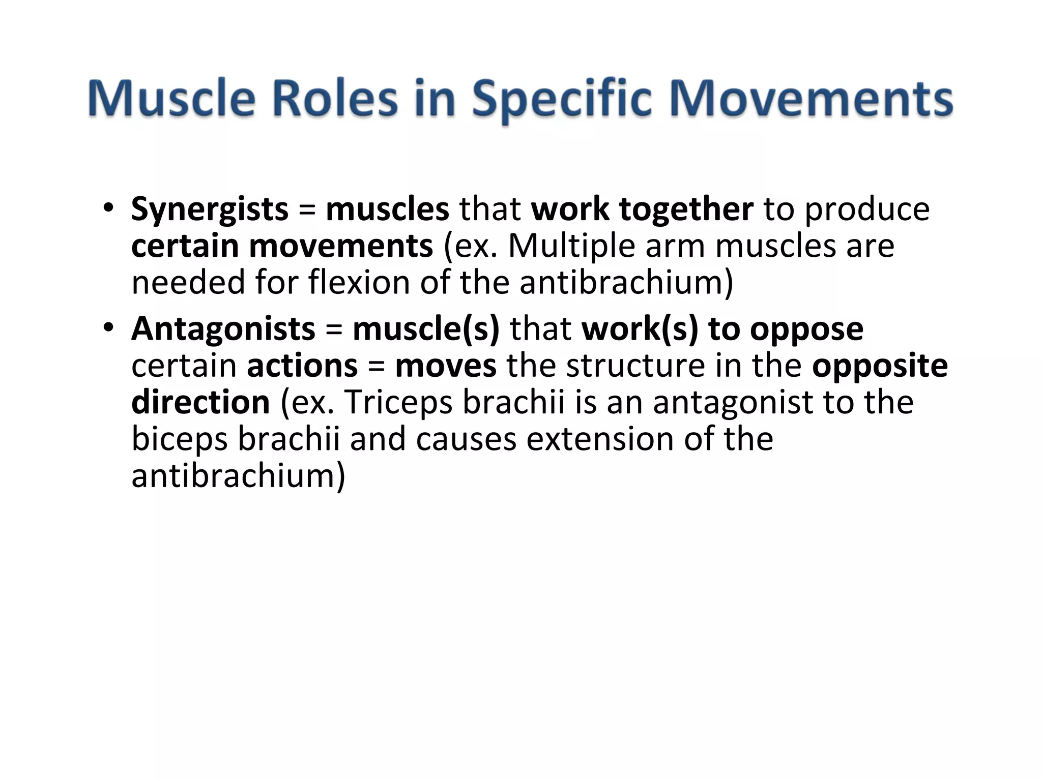 1.3 human movement system | PPT | Bone and Joint Conditions | Diseases ...