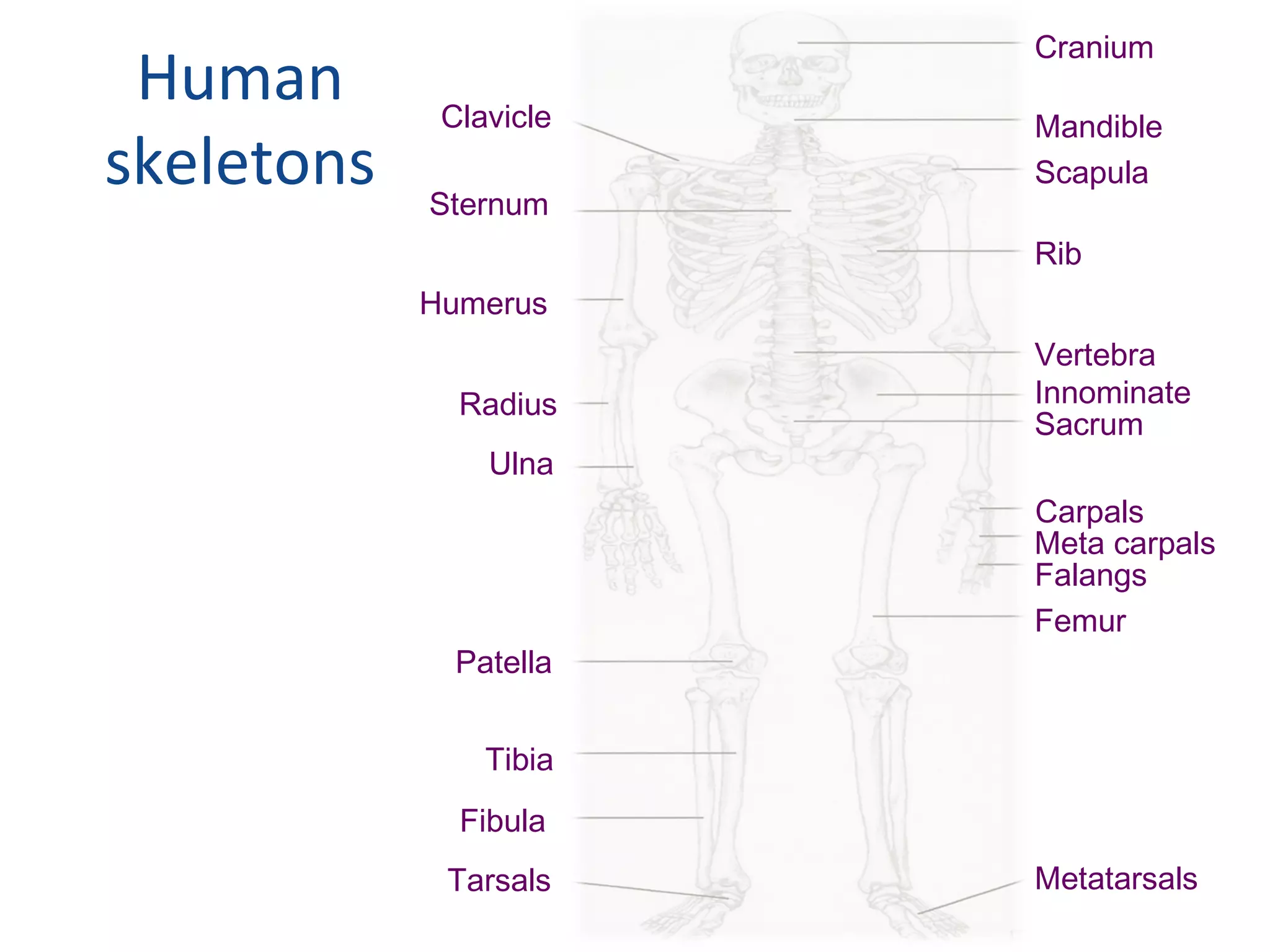 1.3 human movement system | PPT | Bone and Joint Conditions | Diseases ...