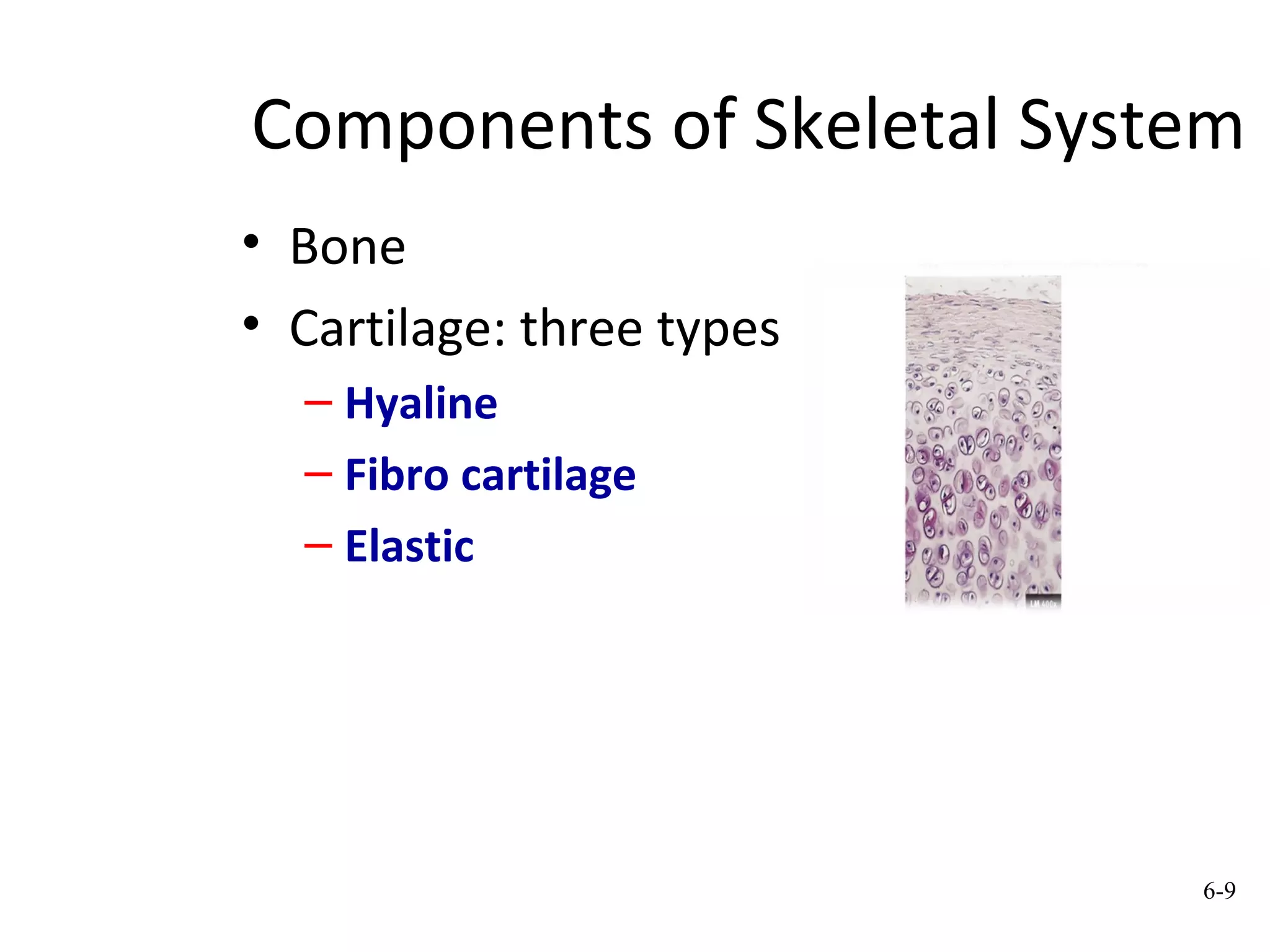 1.3 human movement system | PPT | Bone and Joint Conditions | Diseases ...