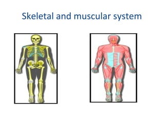 1.3 human movement system | PPT | Bone and Joint Conditions | Diseases and Conditions