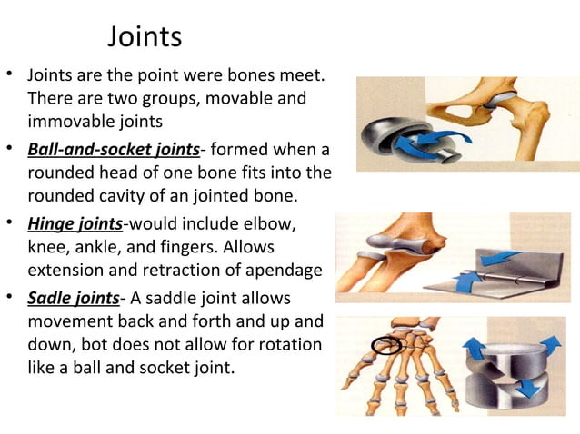 1.3 human movement system | PPT | Bone and Joint Conditions | Diseases ...