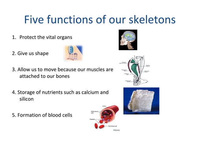 1.3 human movement system | PPT | Bone and Joint Conditions | Diseases ...