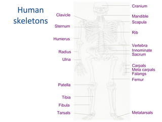 1.3 human movement system | PPT