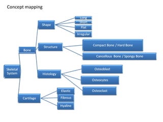 Human Movement System