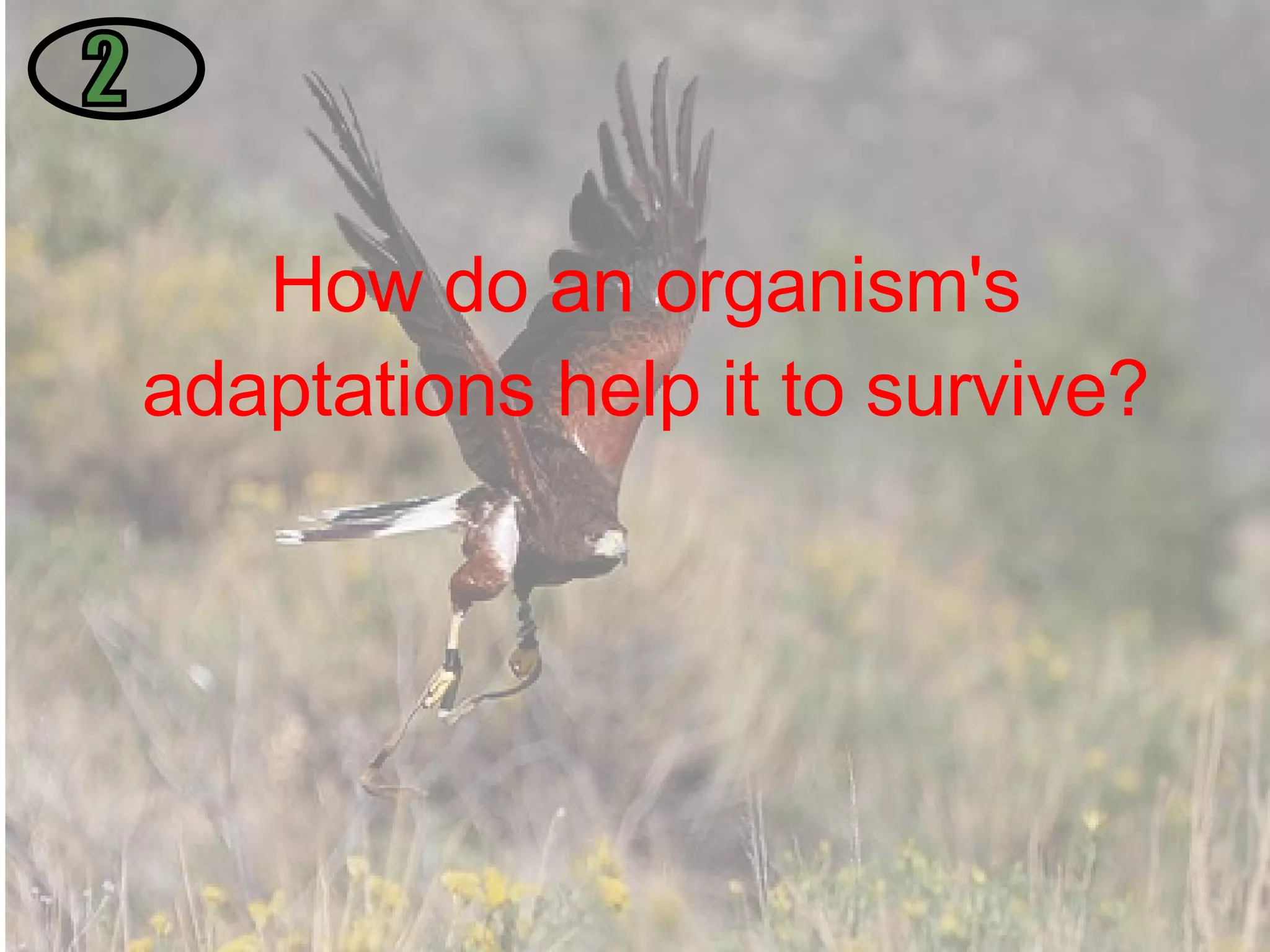 1.3 Interactions Among Living Things | ODP