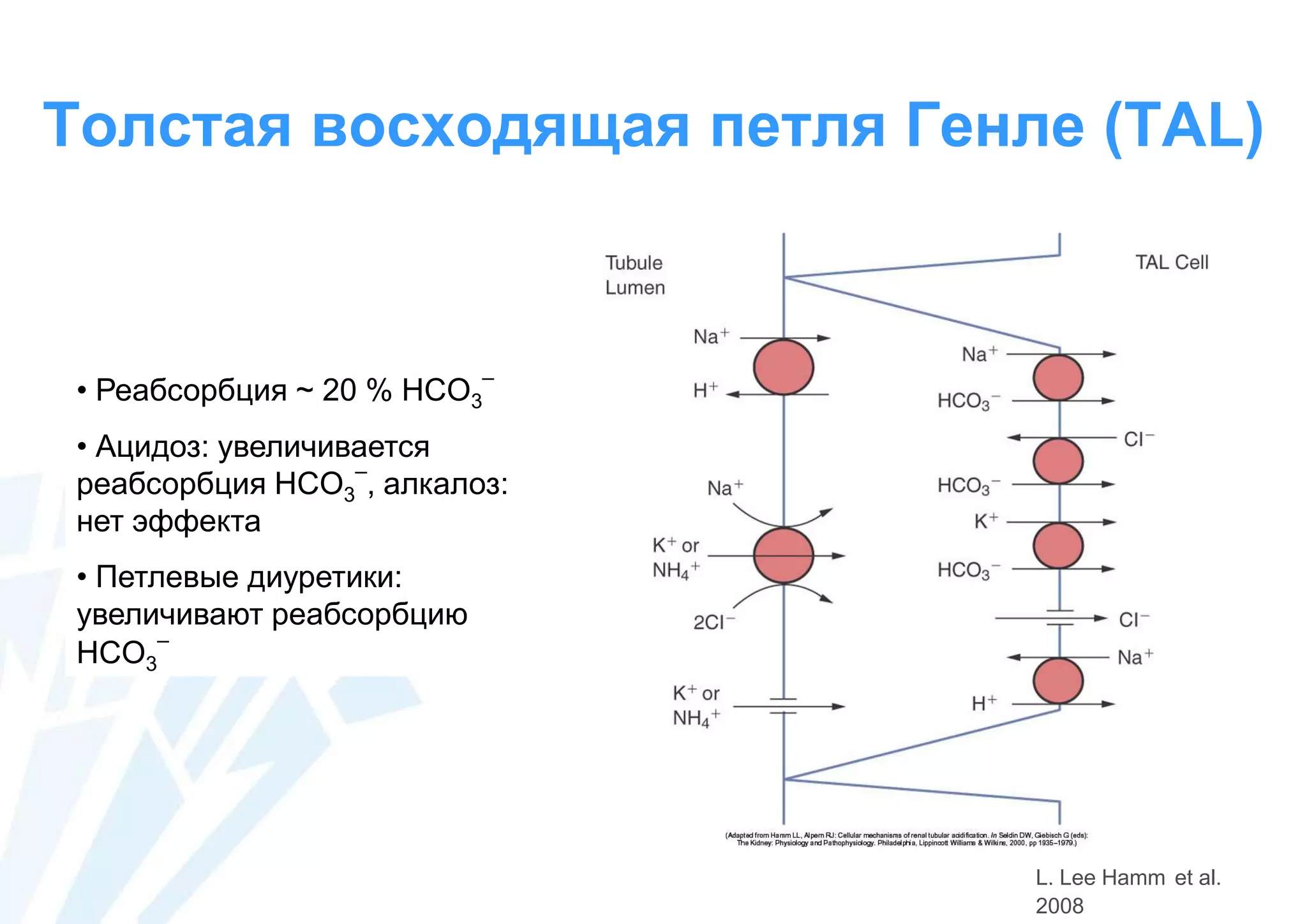 1-4. Acid-base disorders. Elena Levtchenko (rus) | PPT