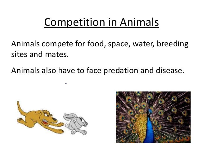 Ecological Competition Due Adaptations