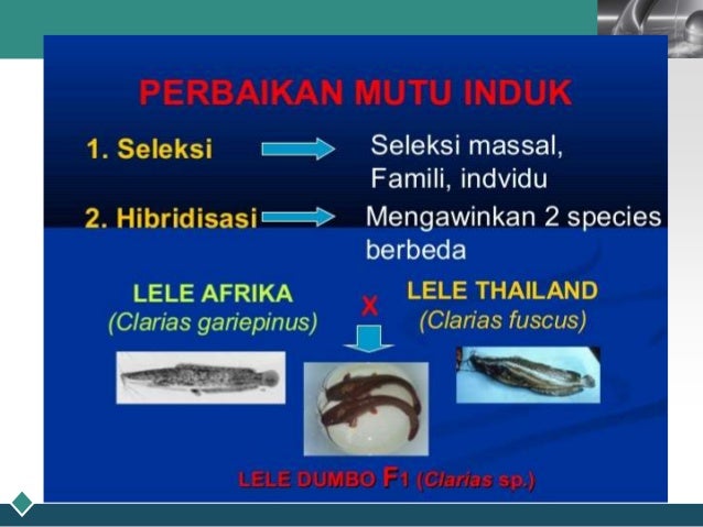 1 4 Seleksi Induk Ikan