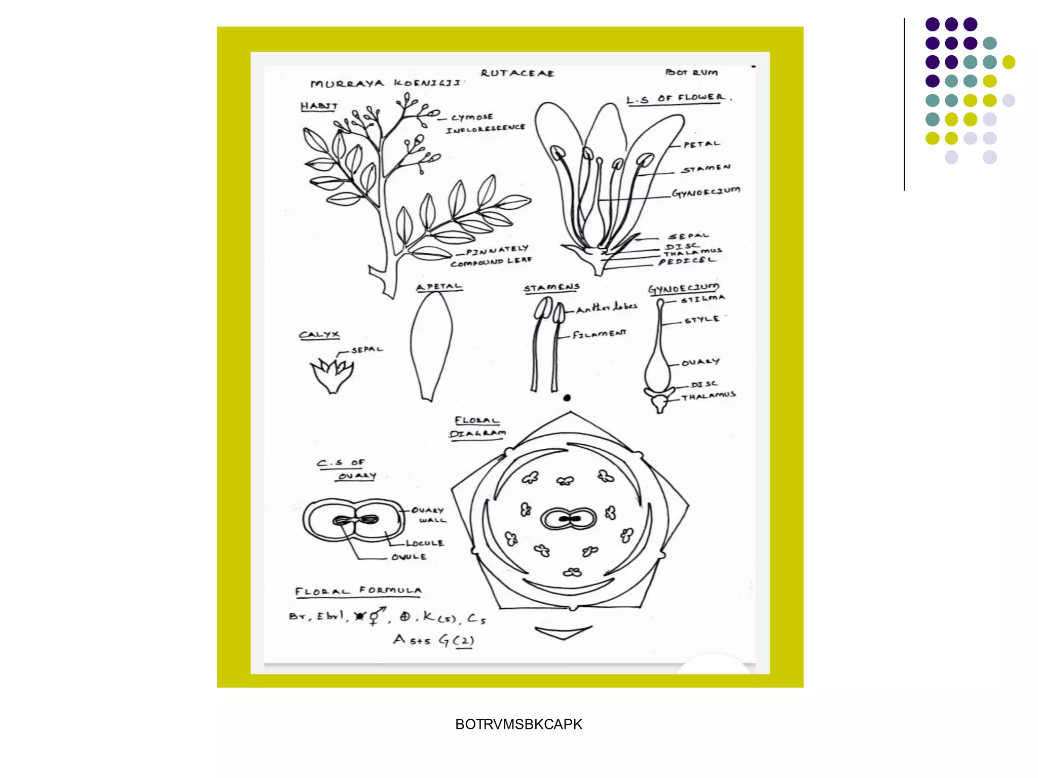 1 4 taxonomy -rutaceae | PPT