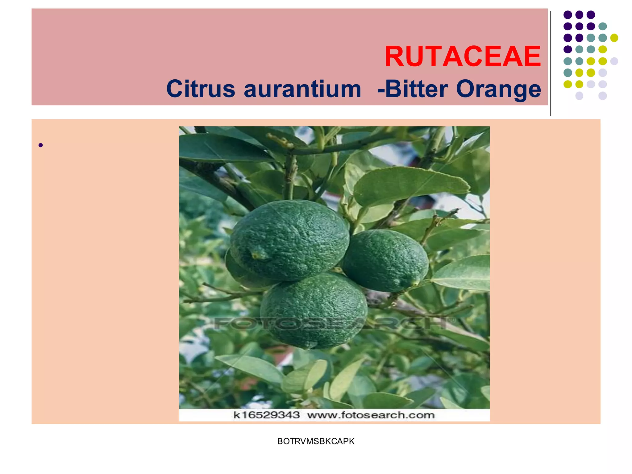 1 4 taxonomy -rutaceae | PPT