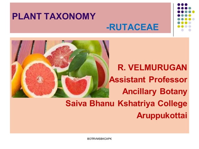 1 4 taxonomy -rutaceae | PPT