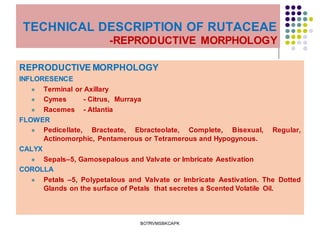 1 4 taxonomy -rutaceae | PDF