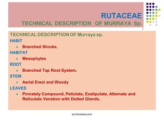 1 4 taxonomy -rutaceae | PDF